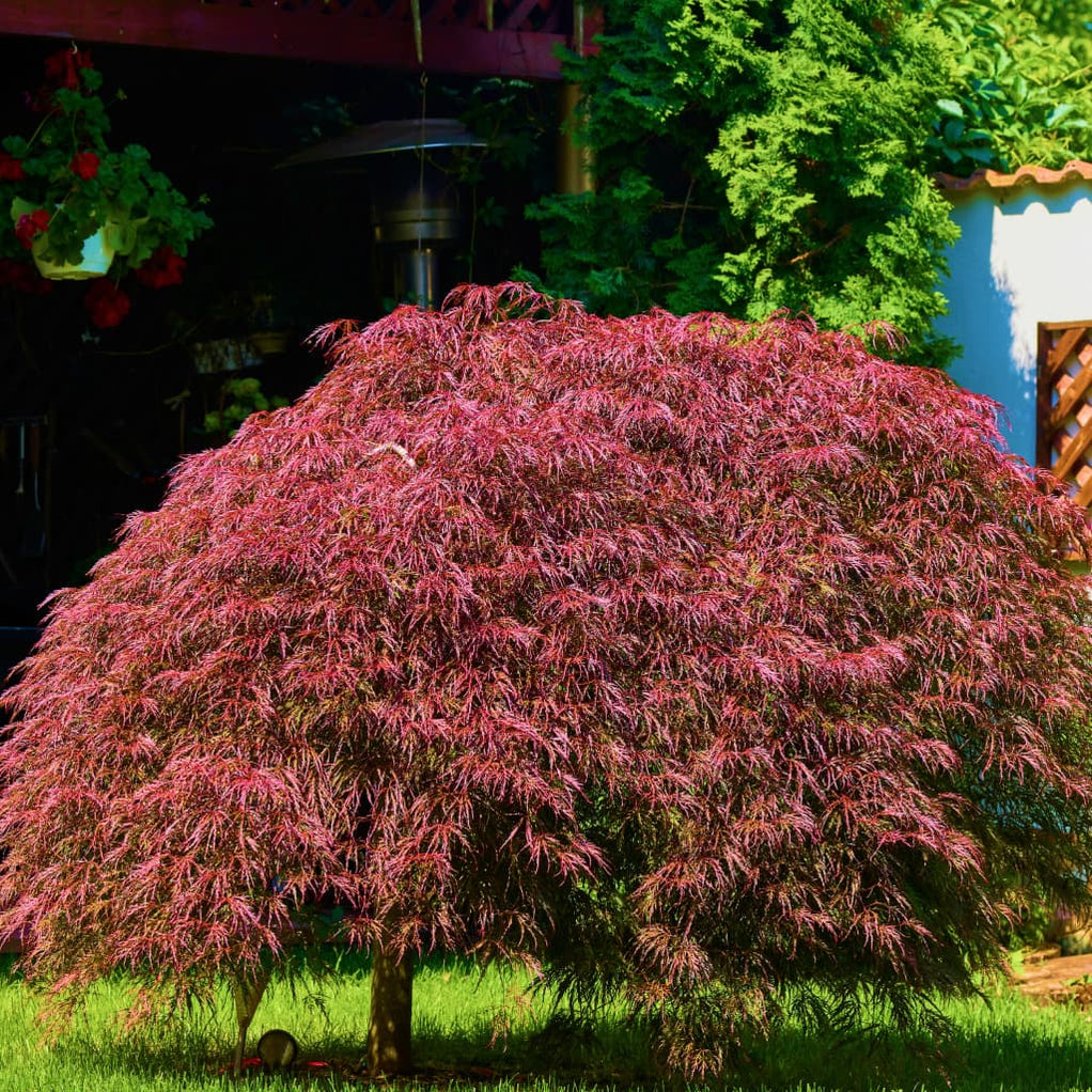 Tamukeyama Japanese Maple — PrivacyShrubs.com