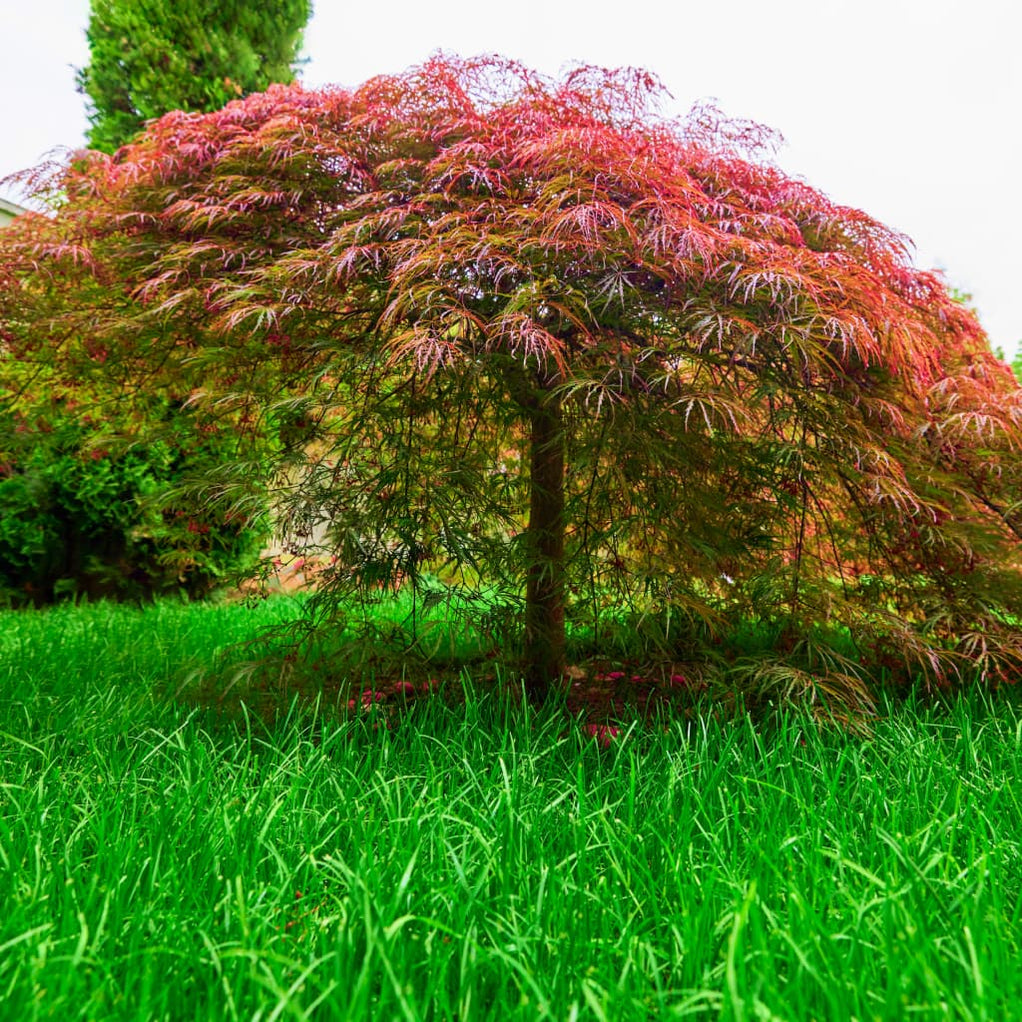 Tamukeyama Japanese Maple Trees For Sale — PrivacyShrubs.com
