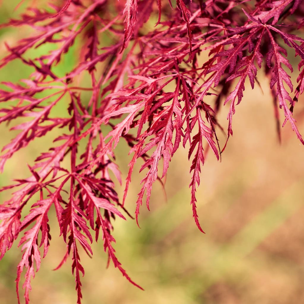 Tamukeyama Japanese Maple Trees For Sale — PrivacyShrubs.com