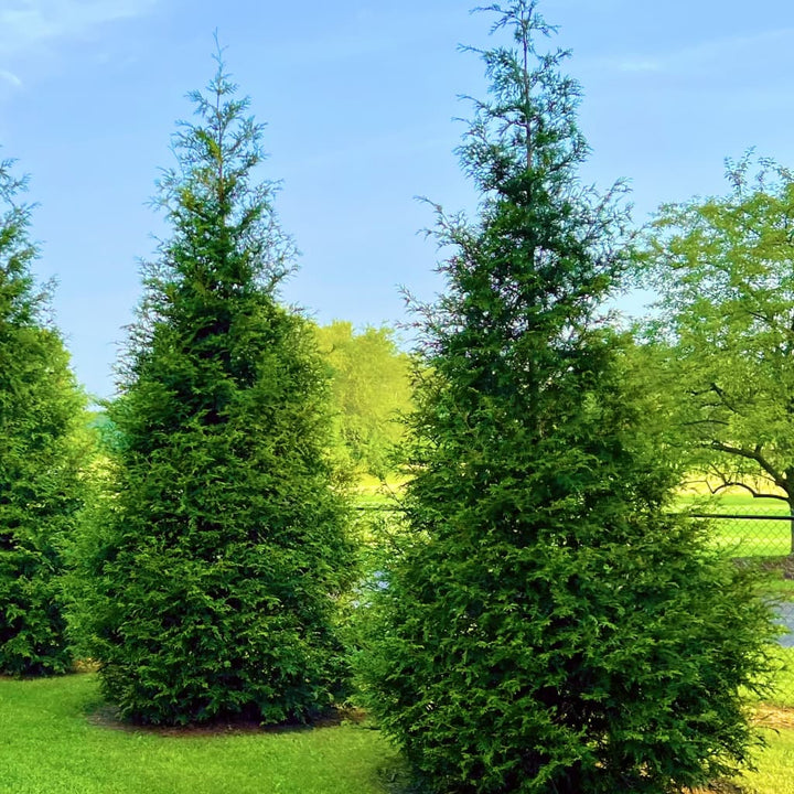 12 Best Privacy Trees for Year-Round Peace — PrivacyShrubs.com