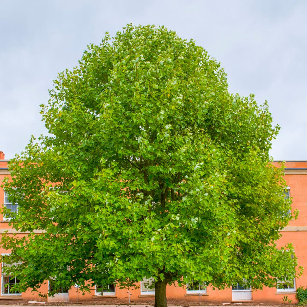 Tulip Poplar Trees For Sale — PrivacyShrubs.com