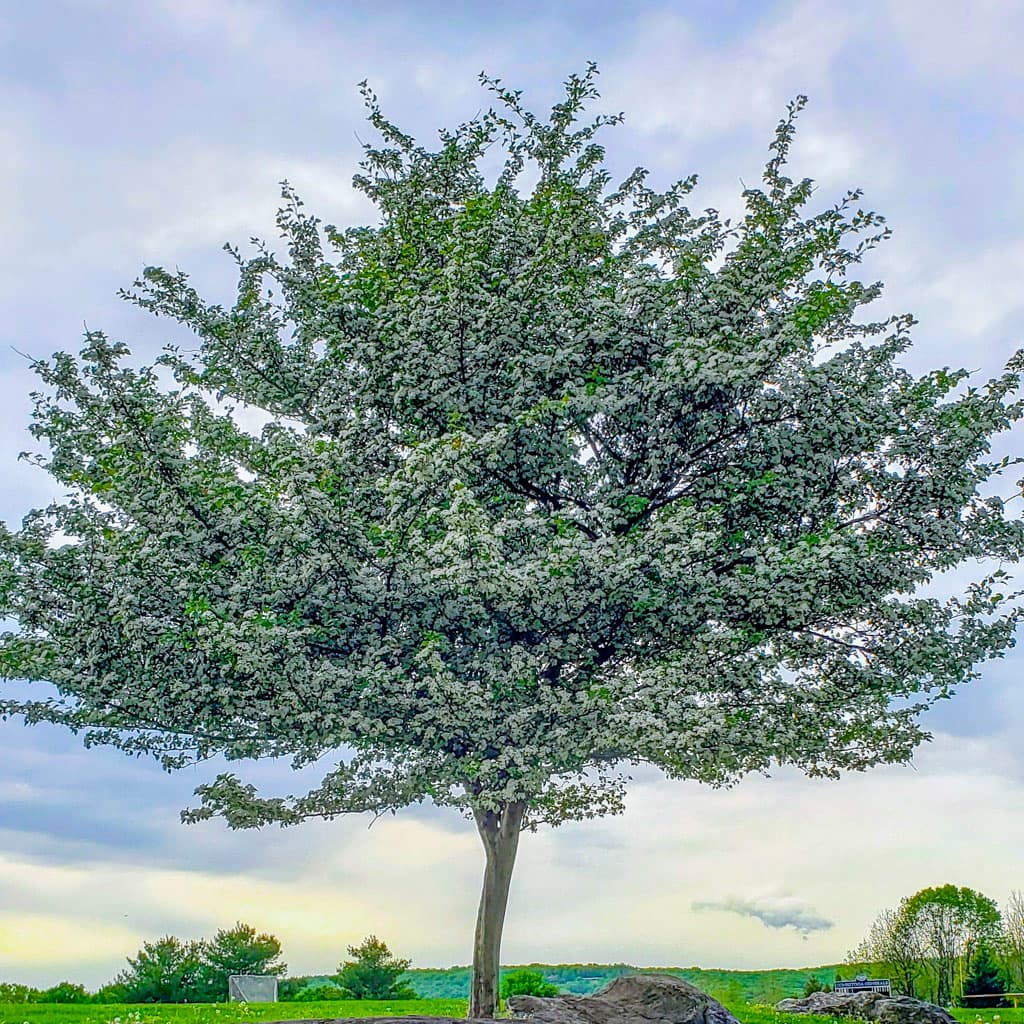 Winter King Hawthorn Trees For Sale — PrivacyShrubs.com
