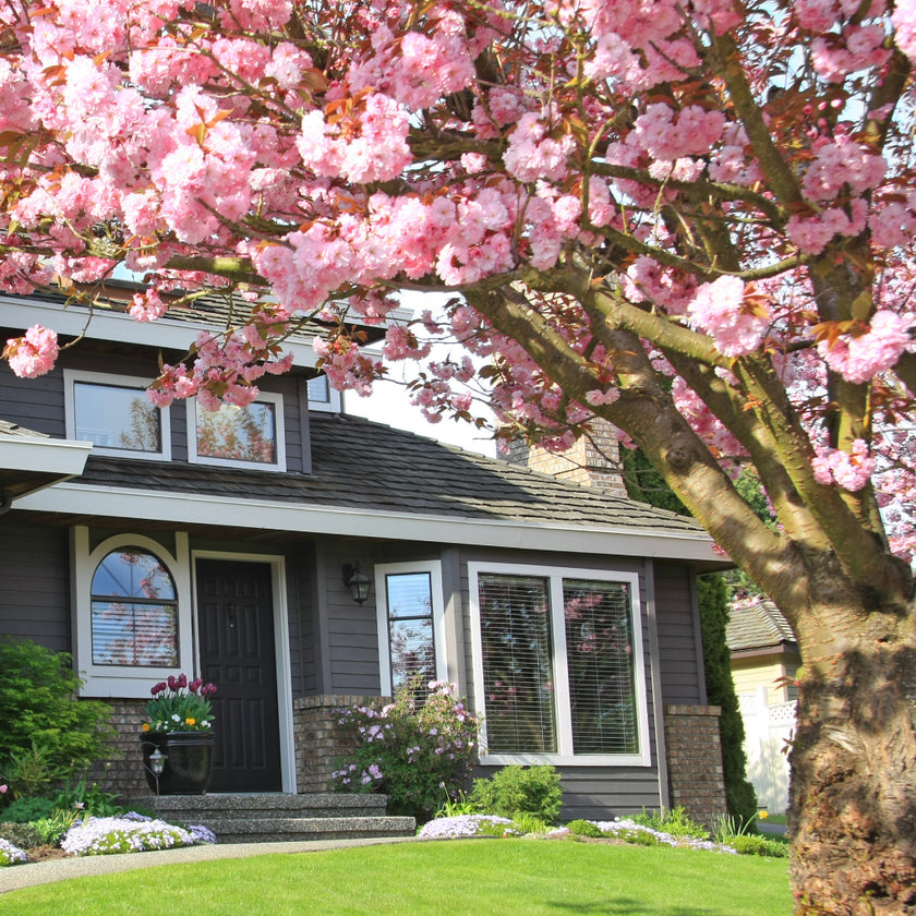 9 Best Low-Maintenance Trees for Front Yards — PrivacyShrubs.com