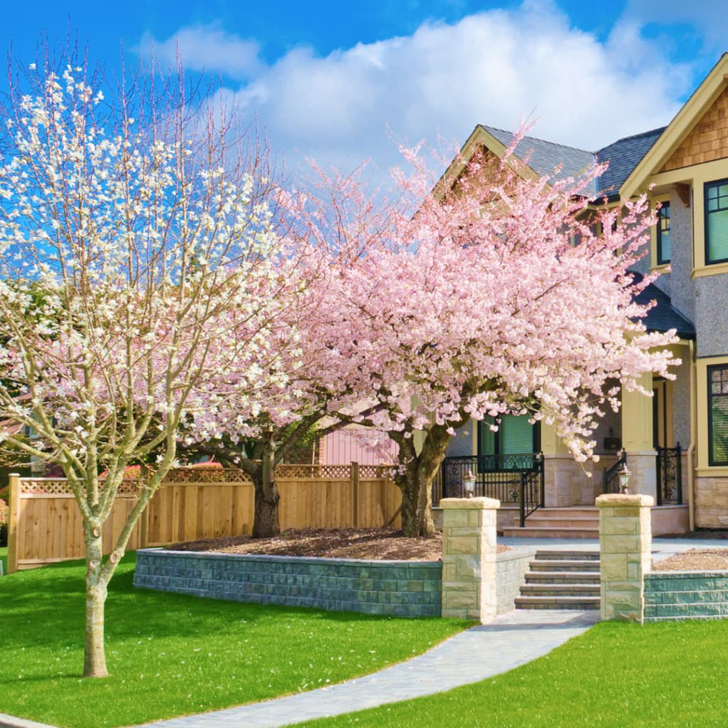 A Complete Guide to Identifying Poplar trees — PrivacyShrubs.com