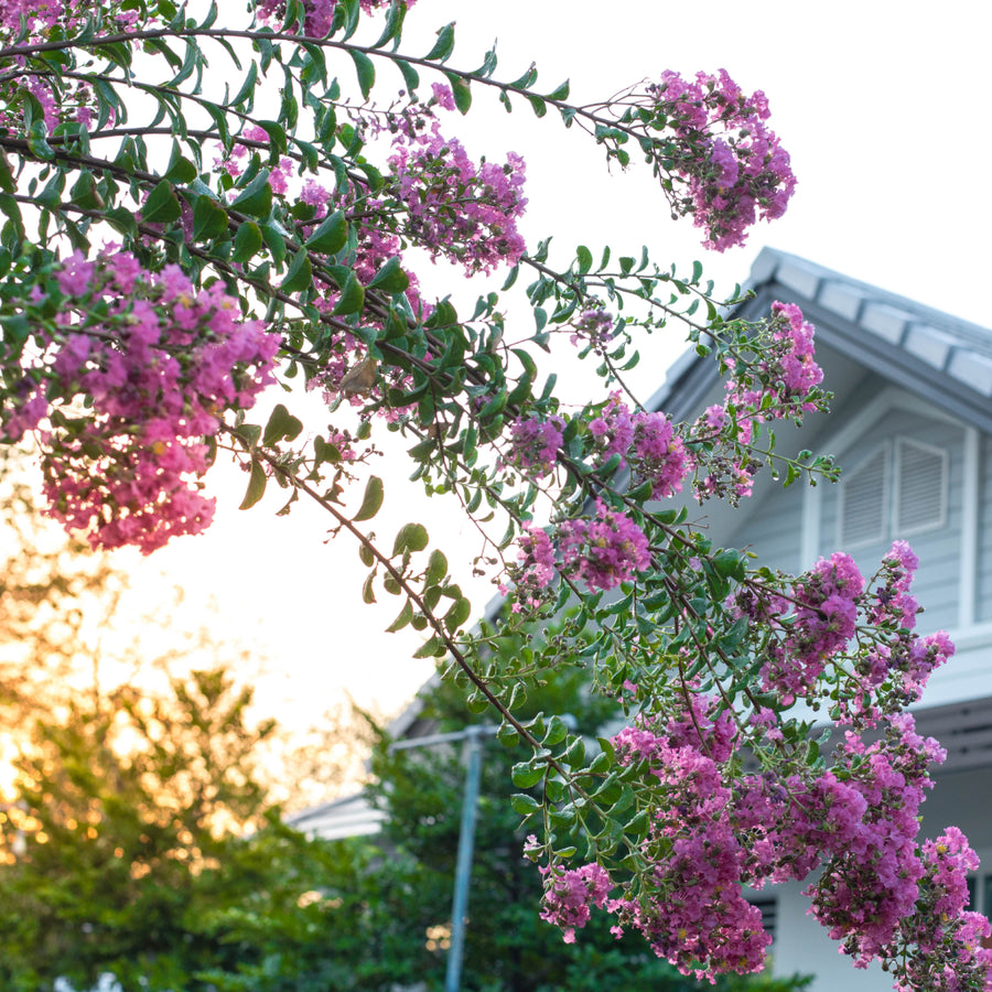 A Full Guide to Sugar Maple tree: Planting, Growing, and care ...