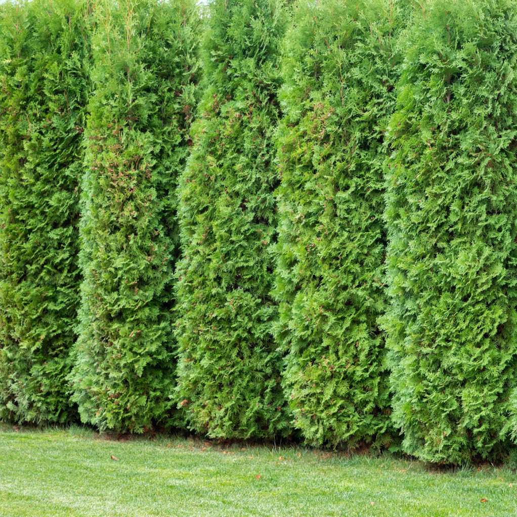 12 Best Privacy Trees for Year-Round Peace — PrivacyShrubs.com