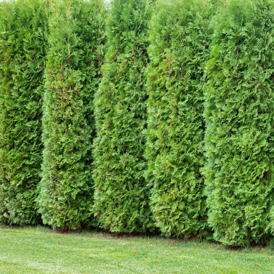8 Best 5–6 Foot Evergreen Shrubs for Privacy | Year-Round Screening ...