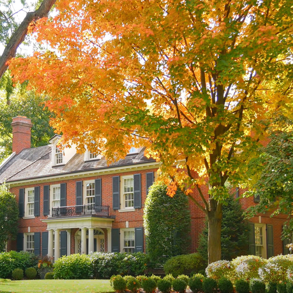 A Full Guide to Sugar Maple tree: Planting, Growing, and care ...